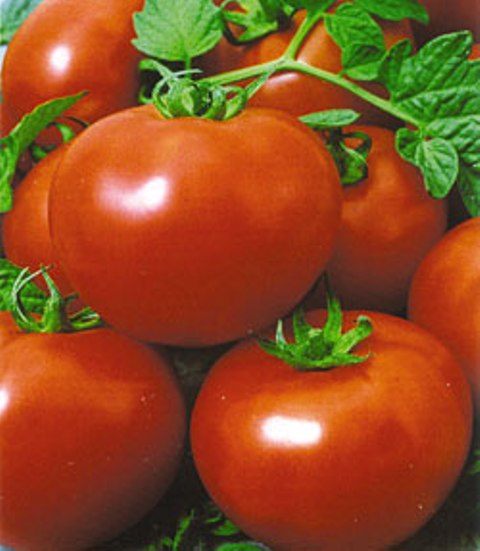 Купить Томат Полфаст F1 (ns) 5 гр Бейо Заден(Bejo Zaden) в магазине ...