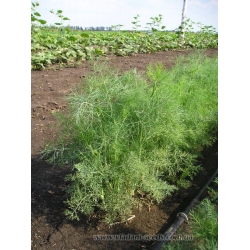 Купити Кріп Ділл 10000 гр Клоз (ні в наявності) у магазині Зелений Світ